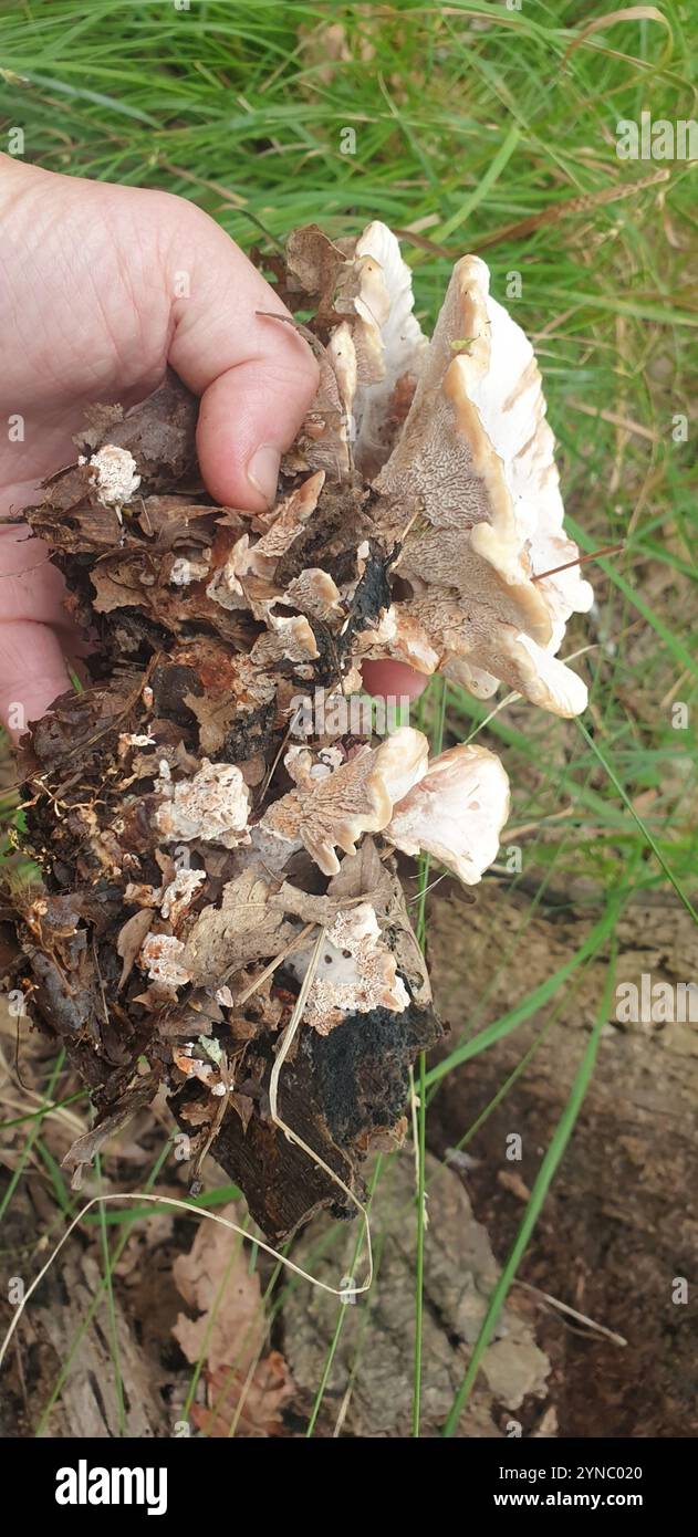 Blushing Rosette (Abortiporus biennis Stock Photo - Alamy