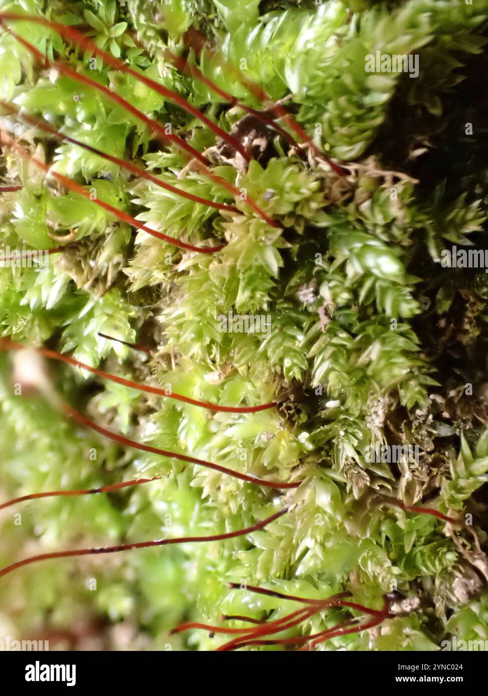 Wall Feather-moss (Rhynchostegium murale Stock Photo - Alamy