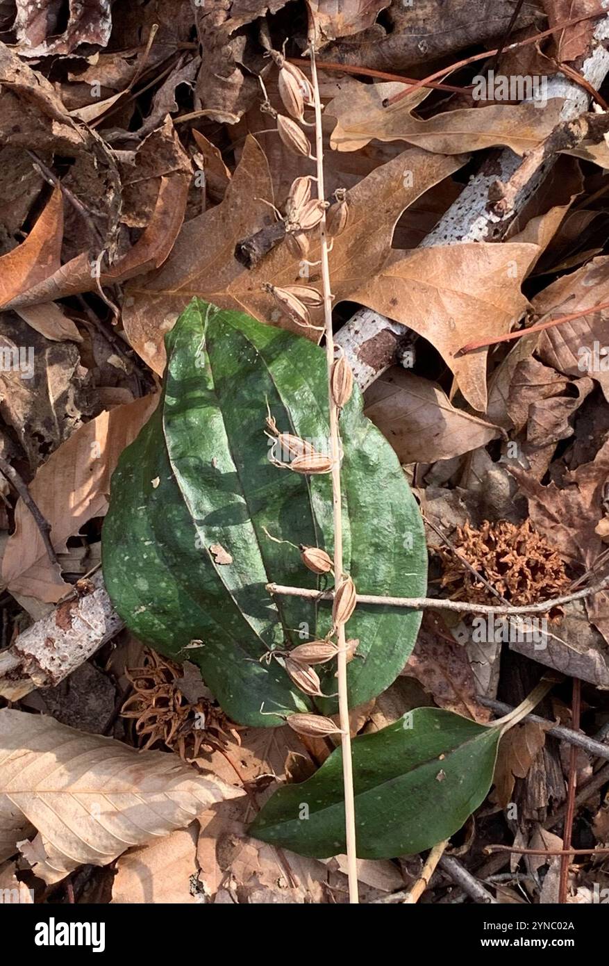 crane-fly orchid (Tipularia discolor Stock Photo - Alamy