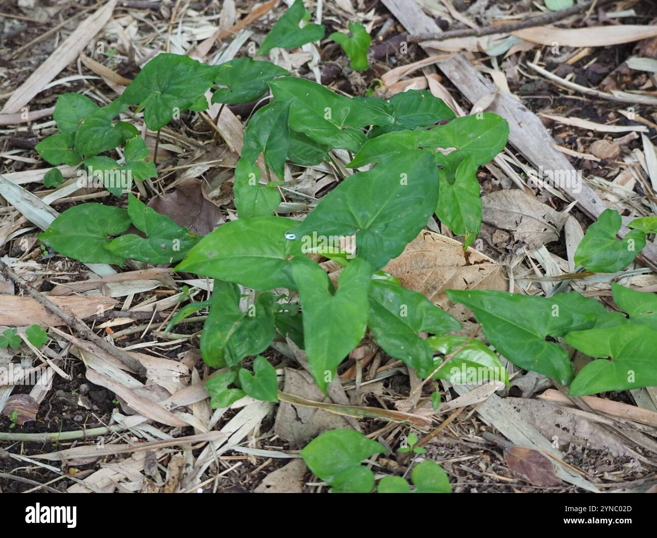 Typhonium hi-res stock photography and images - Alamy