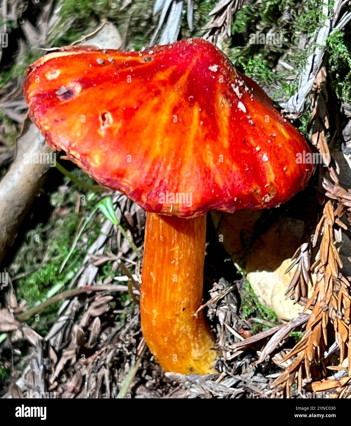 Scarlet Waxy Cap (Hygrocybe coccinea Stock Photo - Alamy