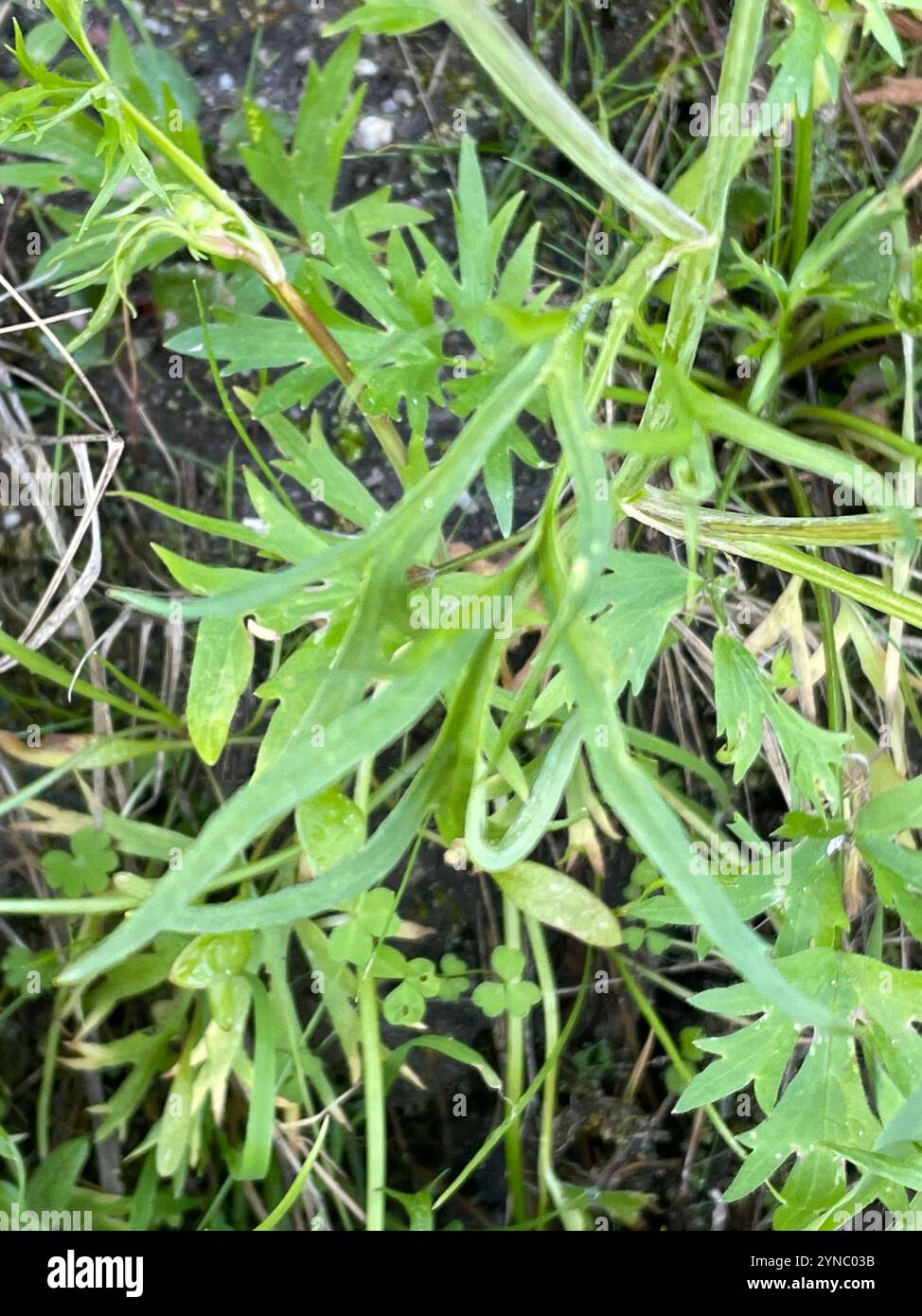 California buttercup (Ranunculus californicus Stock Photo - Alamy