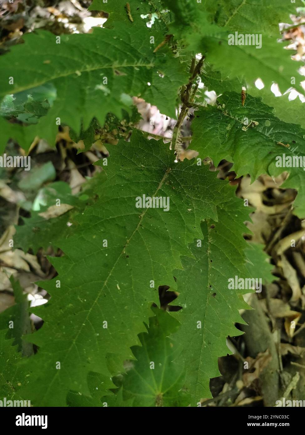 Tree Nettle (Urtica ferox Stock Photo - Alamy
