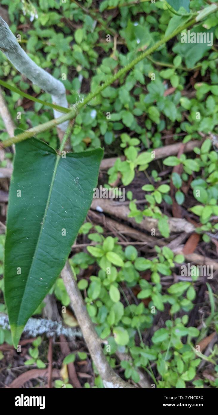 spotted knotweed (Persicaria strigosa Stock Photo - Alamy