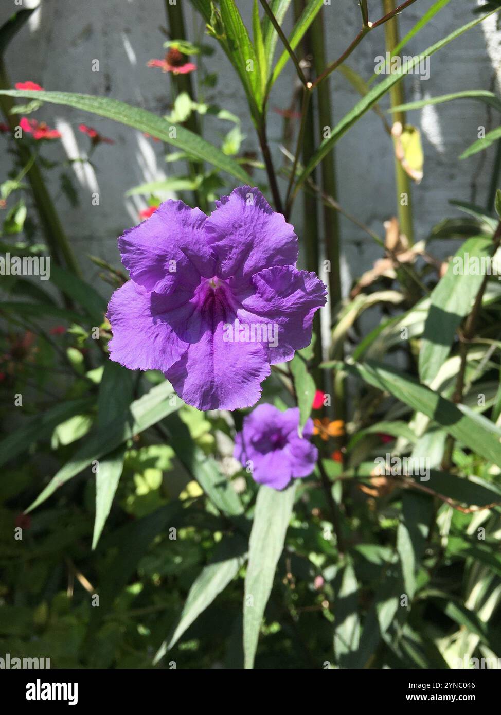 Mexican ruellia (Ruellia simplex Stock Photo - Alamy