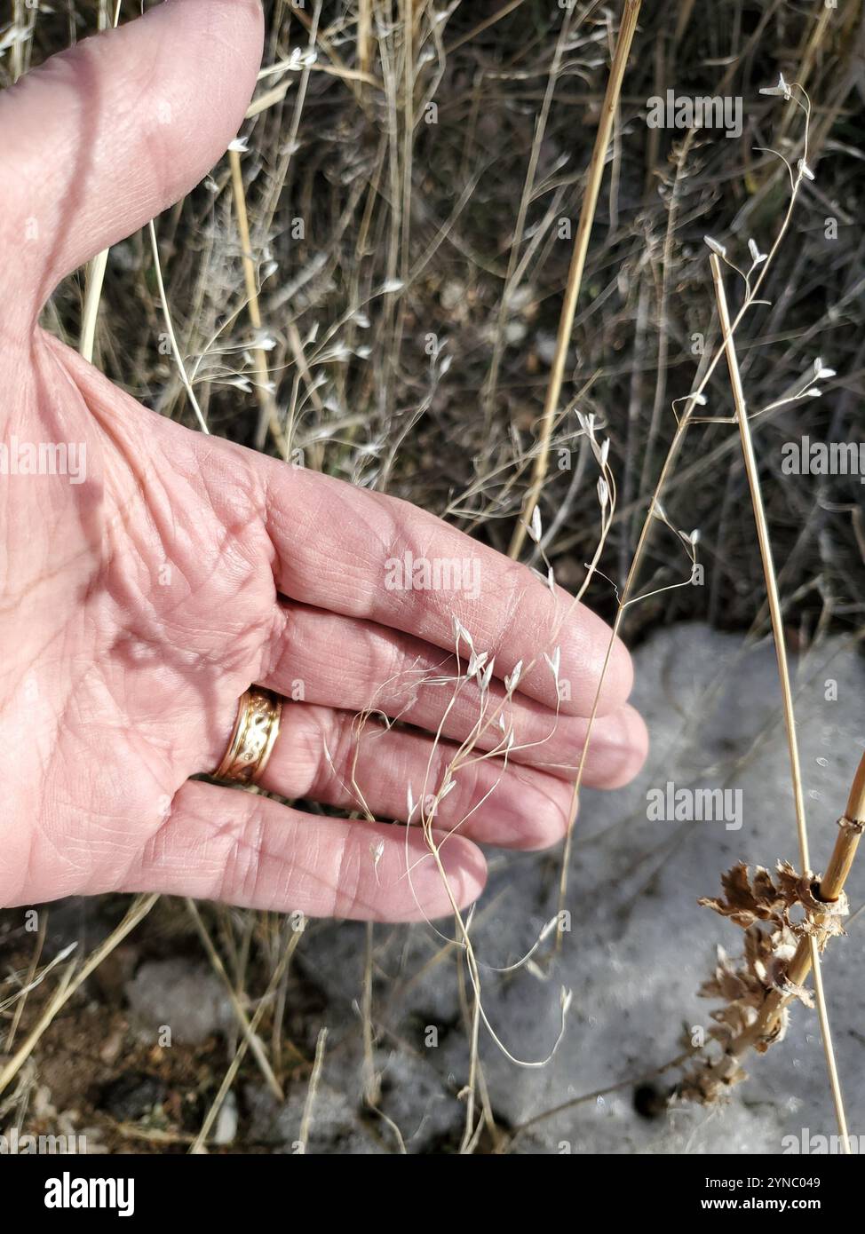 Sand Reedgrass (Sporobolus rigidus Stock Photo - Alamy
