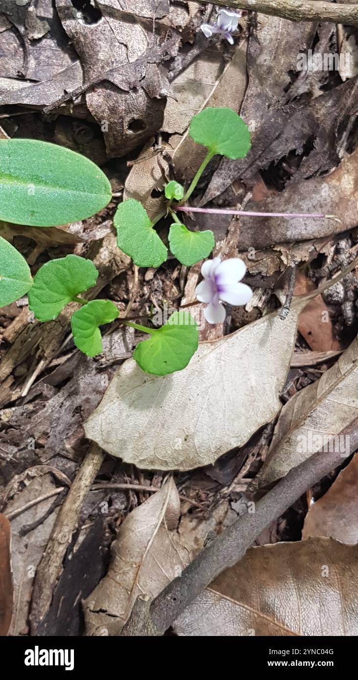 Ivy Leaved Violet (Viola hederacea Stock Photo - Alamy