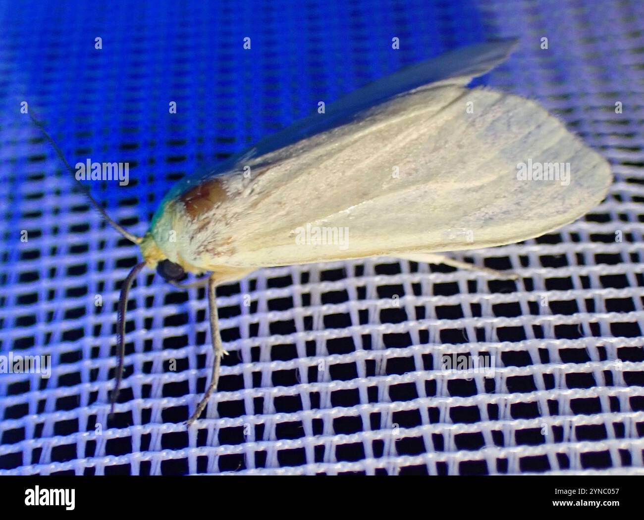 Siam Weed Defoliator (Pareuchaetes pseudoinsulata Stock Photo - Alamy