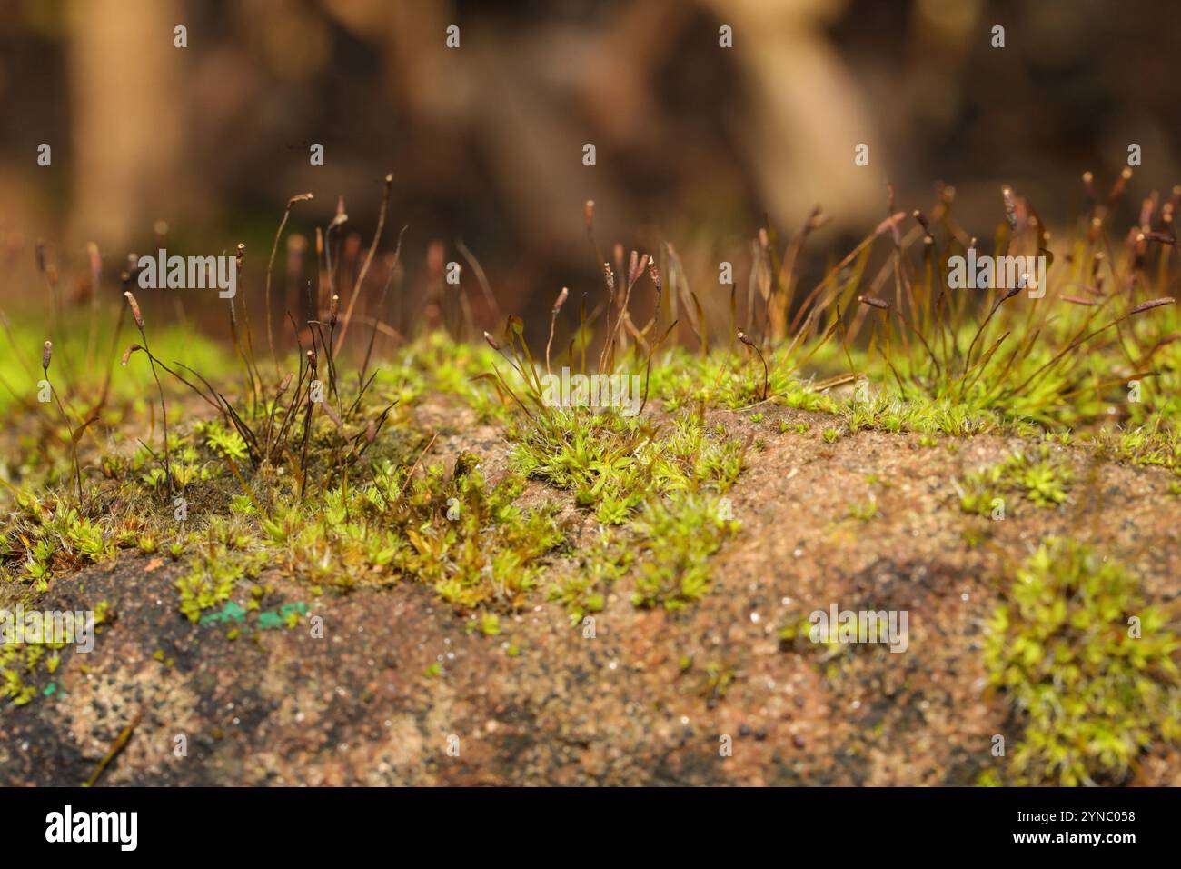Common wall-screw moss (Tortula muralis muralis Stock Photo - Alamy