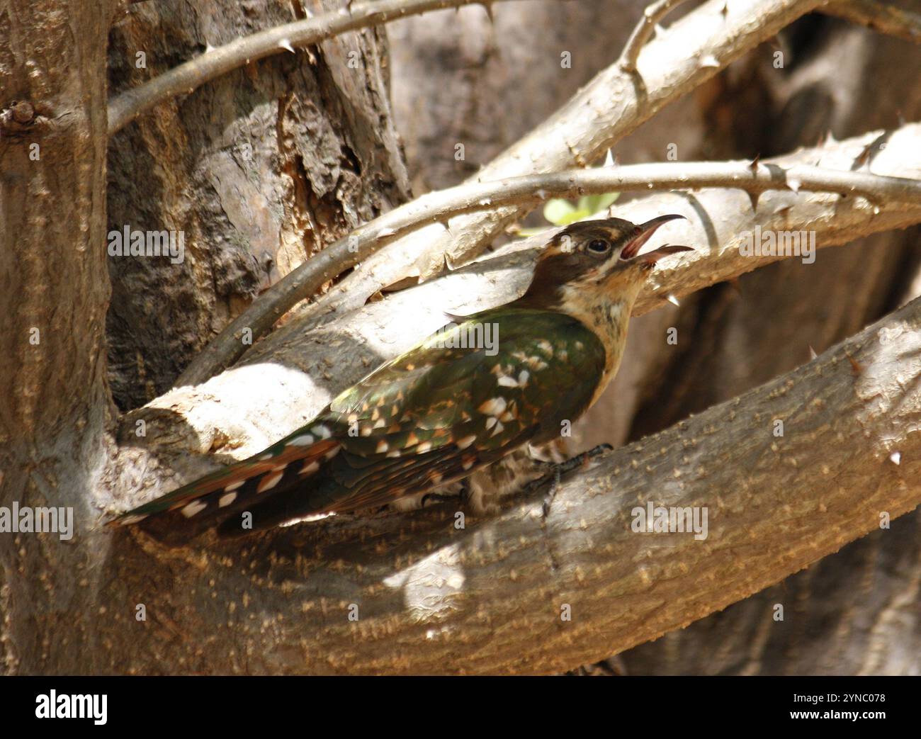 The diederik cuckoo hi-res stock photography and images - Alamy