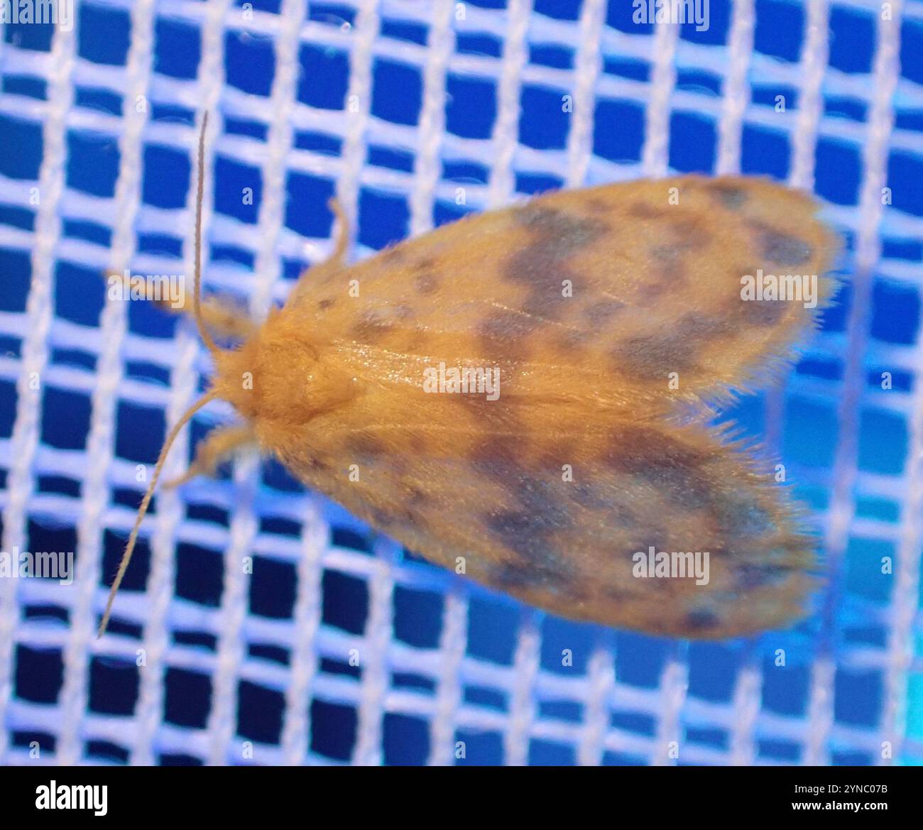 Underwing, Tiger, Tussock, and Allied Moths (Erebidae Stock Photo - Alamy
