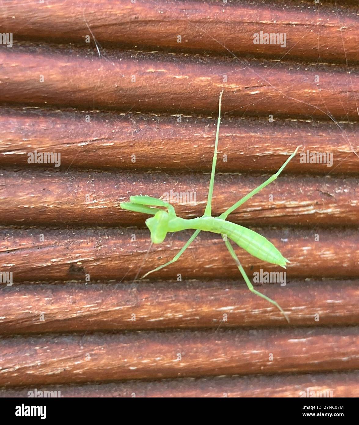 South African Mantis (Miomantis caffra Stock Photo - Alamy
