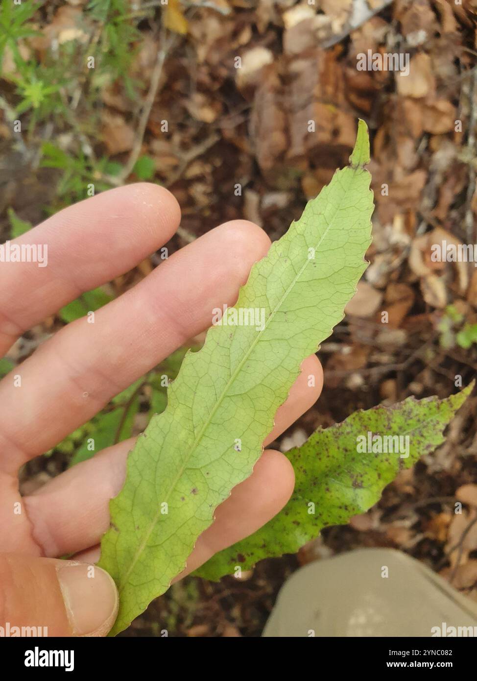 Hinau (Elaeocarpus dentatus Stock Photo - Alamy