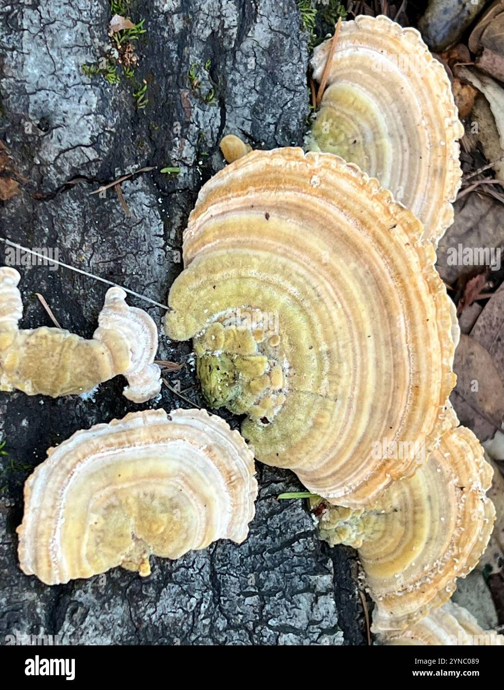 Gilled Polypore (Trametes betulina Stock Photo - Alamy