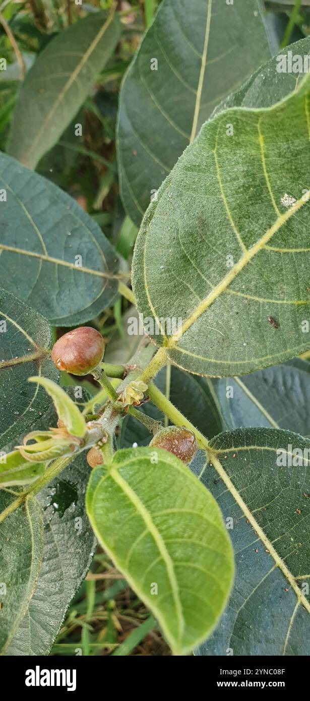 Sandpaper fig hi-res stock photography and images - Alamy