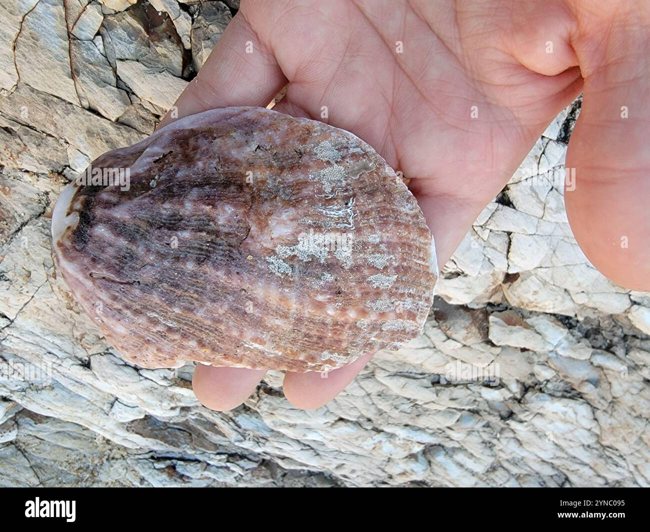 Giant Rock Scallop (Crassadoma gigantea Stock Photo - Alamy