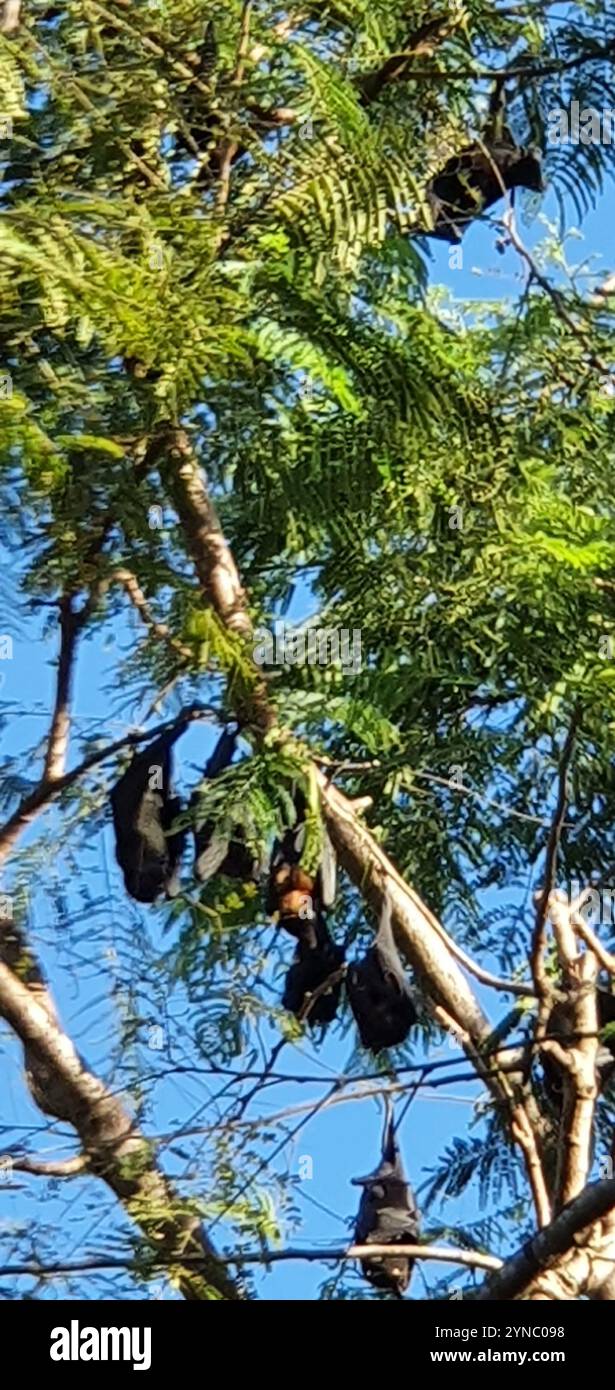 Black Flying-fox (Pteropus alecto Stock Photo - Alamy