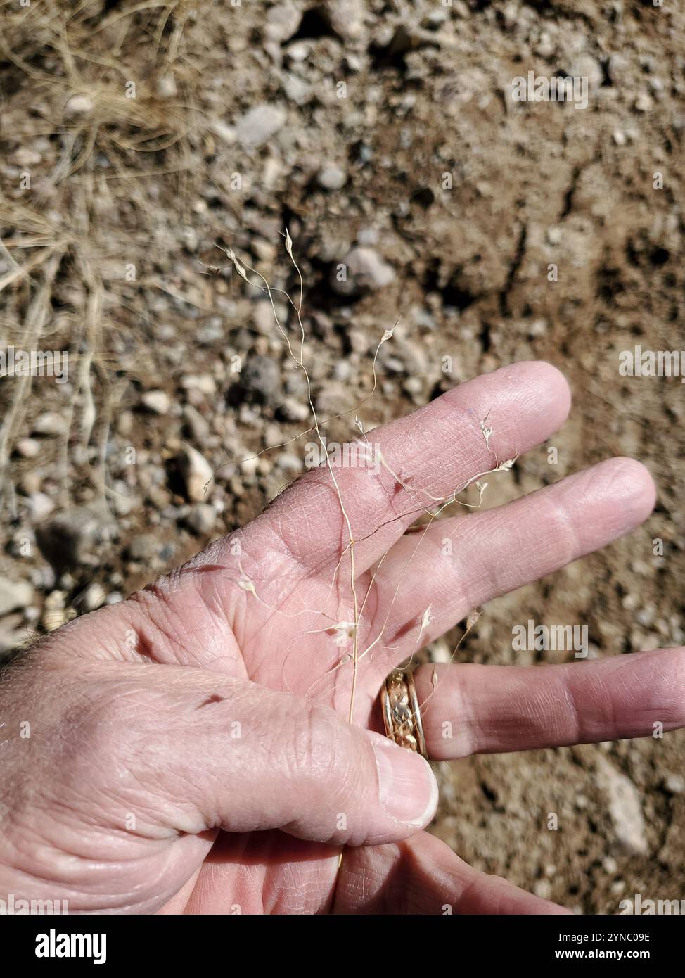 Sand Ricegrass (Eriocoma hymenoides Stock Photo - Alamy