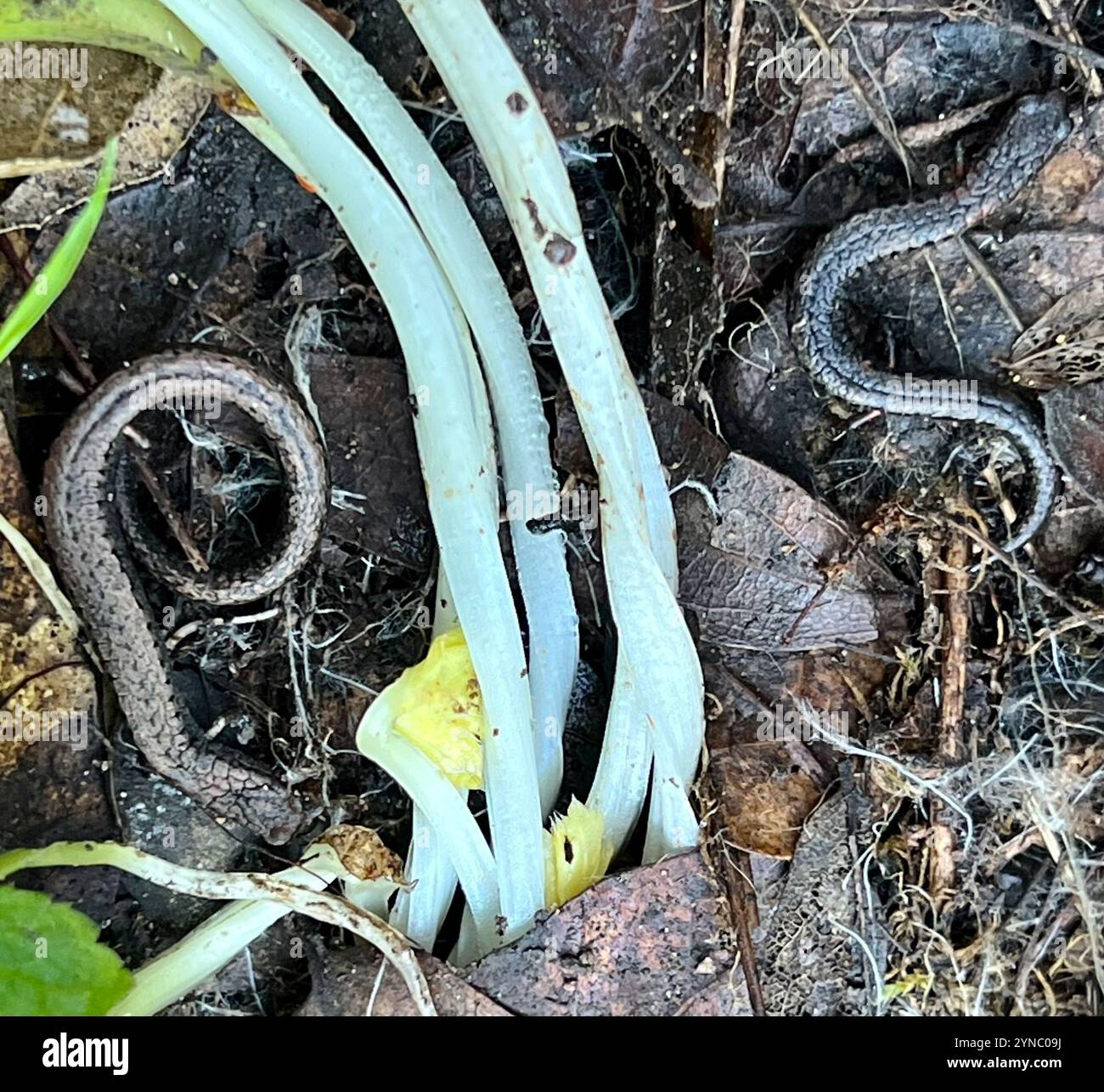 California Slender Salamander (Batrachoseps attenuatus Stock Photo - Alamy