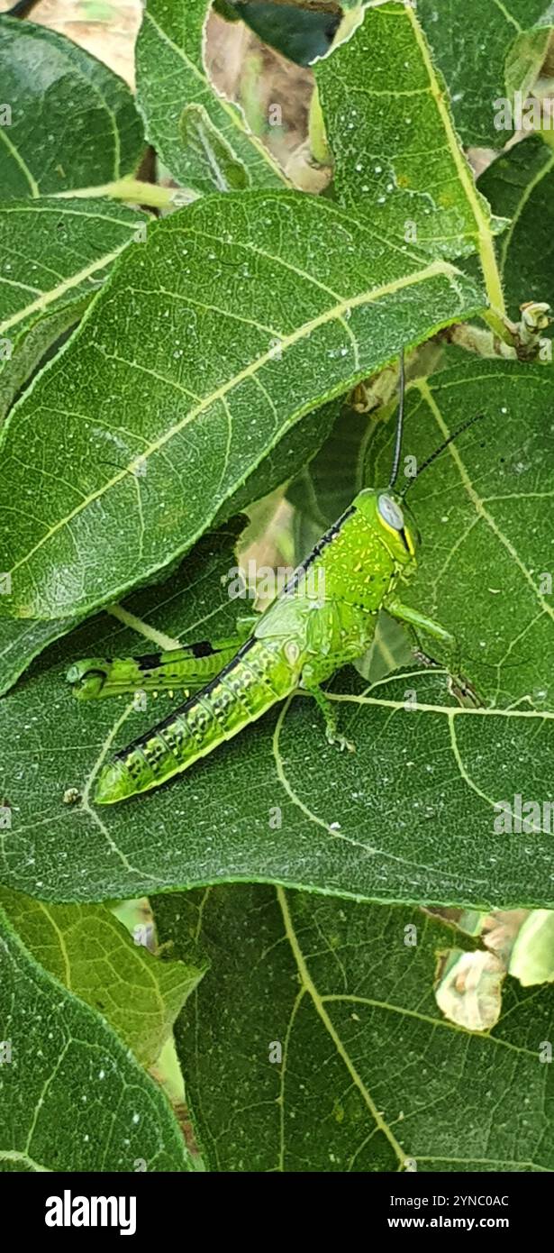 Giant Grasshopper (Valanga irregularis Stock Photo - Alamy