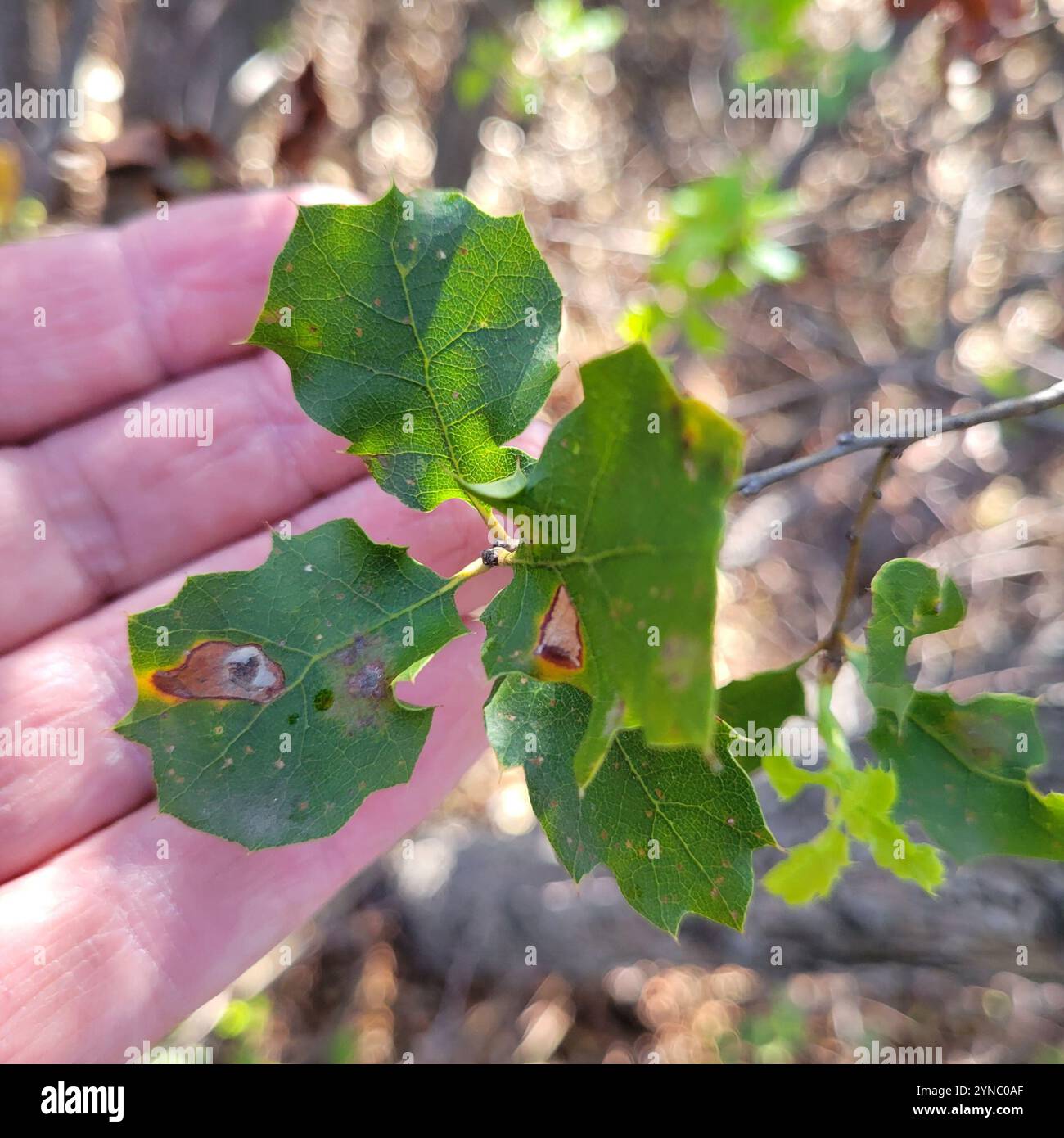California scrub oak (Quercus berberidifolia Stock Photo - Alamy