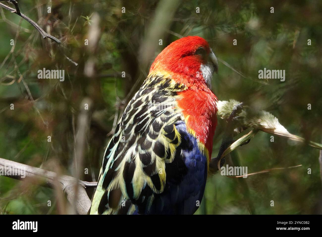 Eastern Rosella (Platycercus eximius Stock Photo - Alamy