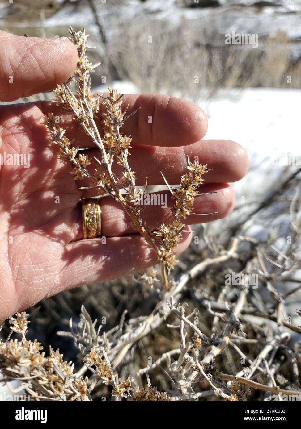 Silver sagebrush artemisia cana hi-res stock photography and images - Alamy