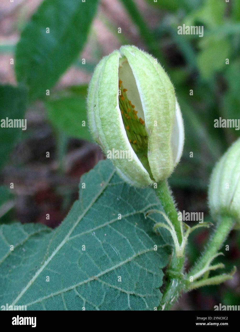 Star Raisin (Grewia avellana Stock Photo - Alamy
