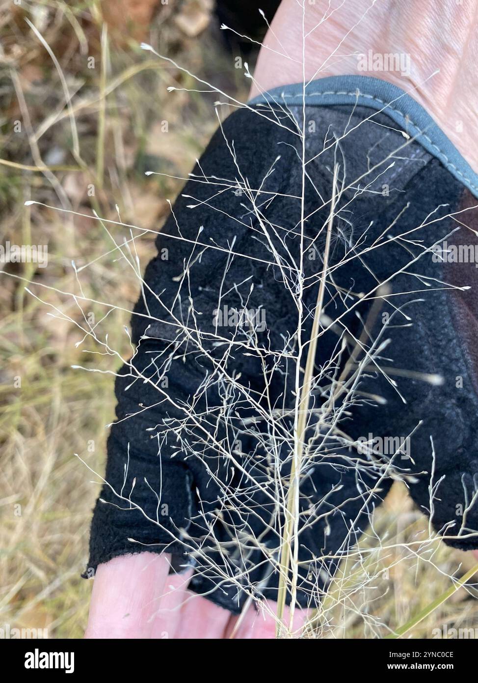 Bush Muhly (Muhlenbergia porteri Stock Photo - Alamy