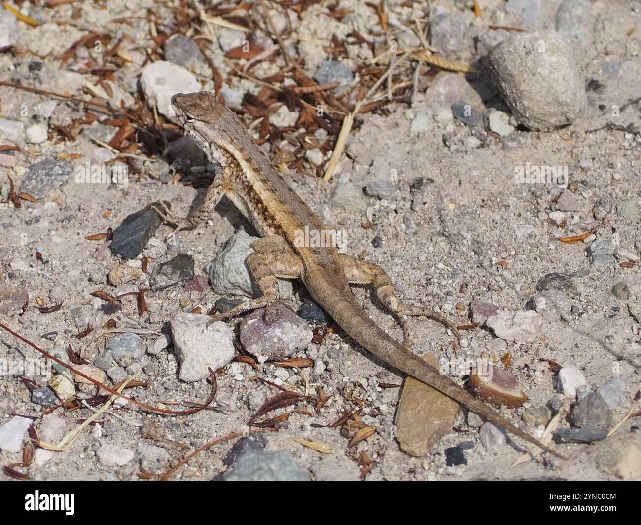 Spiny Lizards (Sceloporus Stock Photo - Alamy