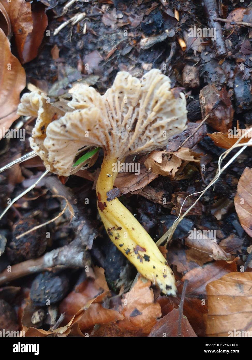 Yellowfoot (Craterellus tubaeformis Stock Photo - Alamy