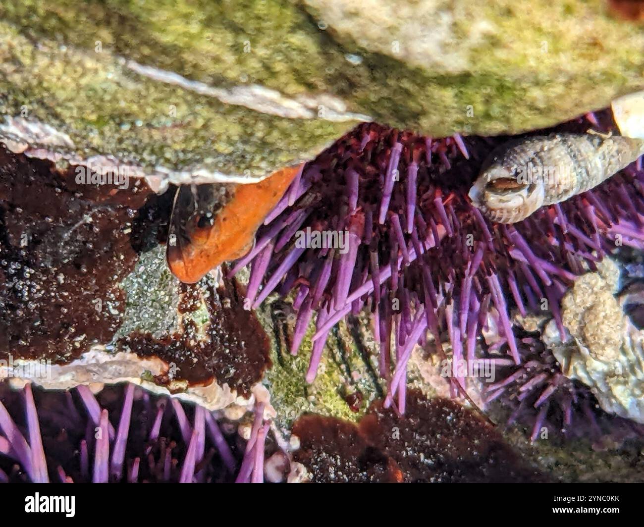 High Cockscomb (Anoplarchus purpurescens Stock Photo - Alamy