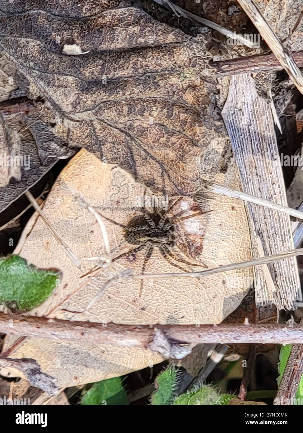 Thin-legged Wolf Spiders (Pardosa Stock Photo - Alamy