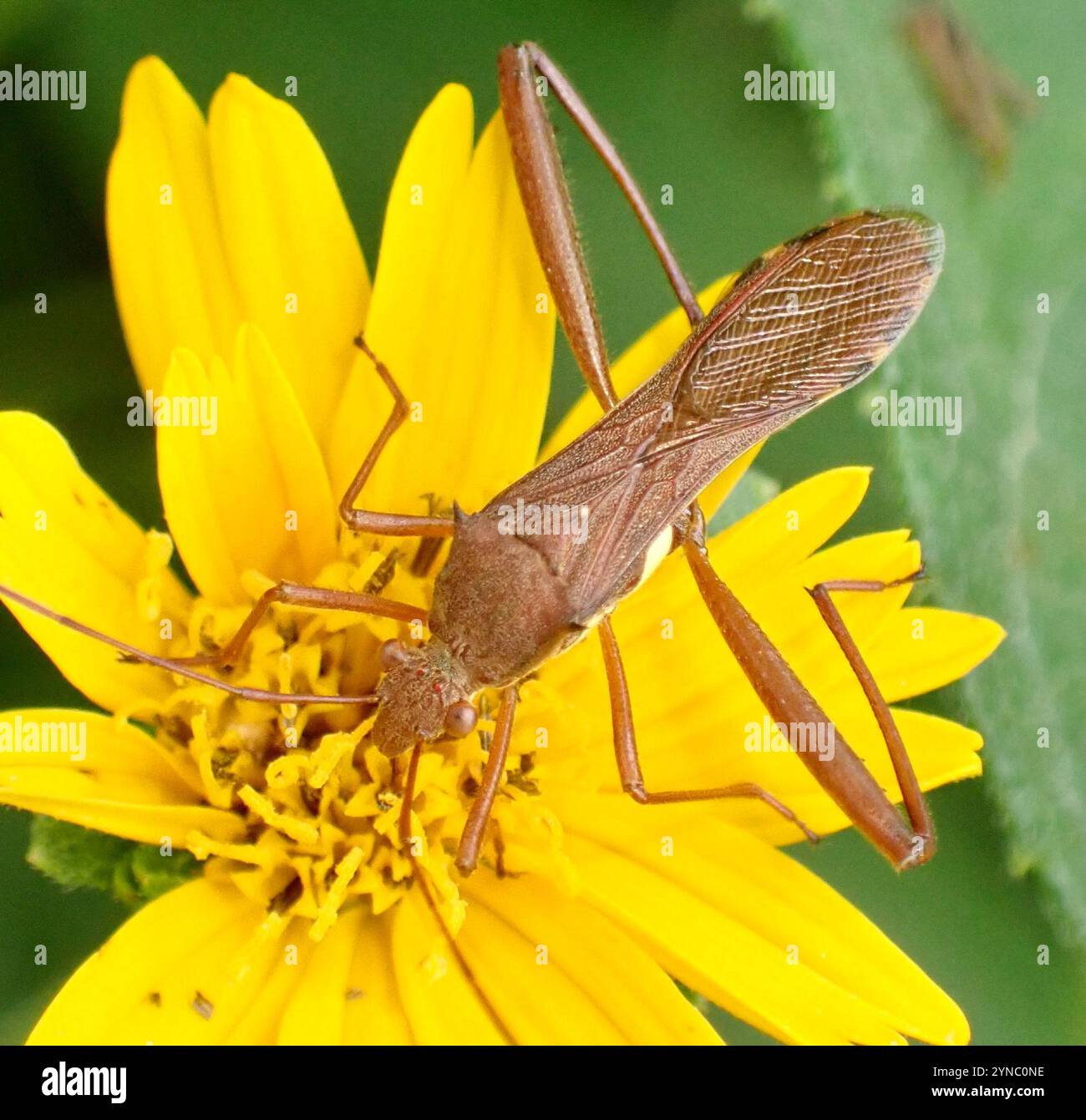 Riptortus hi-res stock photography and images - Alamy