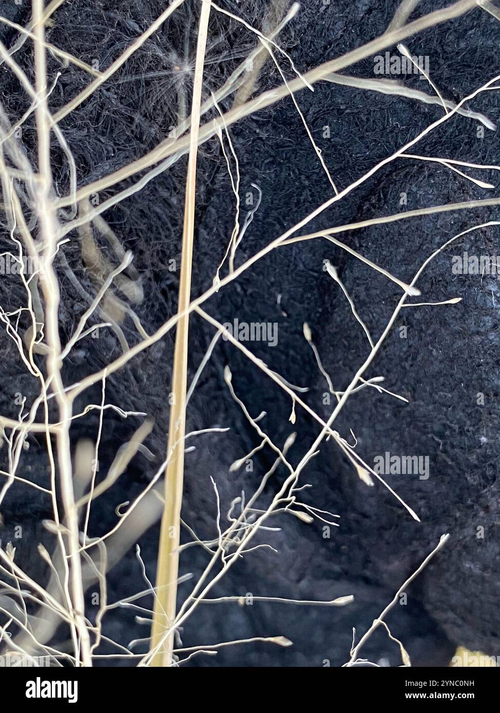 Bush Muhly (Muhlenbergia porteri Stock Photo - Alamy