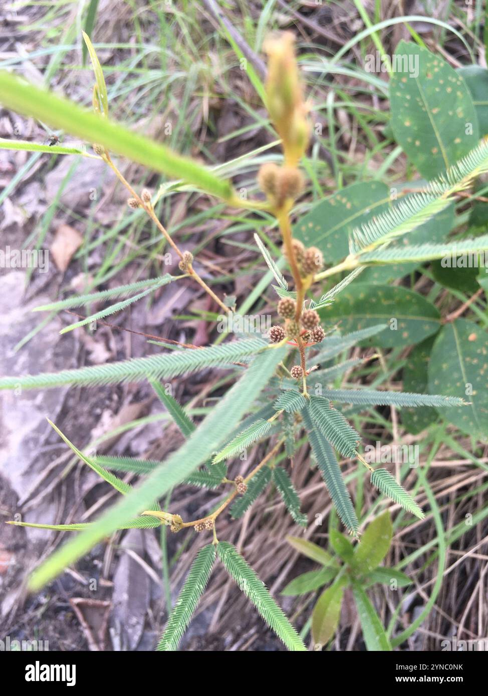 sensitive plants (Mimosa Stock Photo - Alamy
