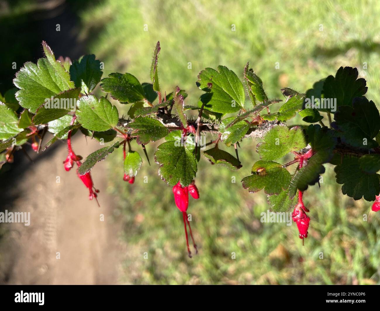 Fuchsiaflower hi-res stock photography and images - Alamy