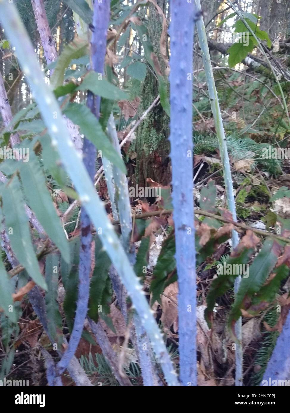 whitebark raspberry (Rubus leucodermis Stock Photo - Alamy