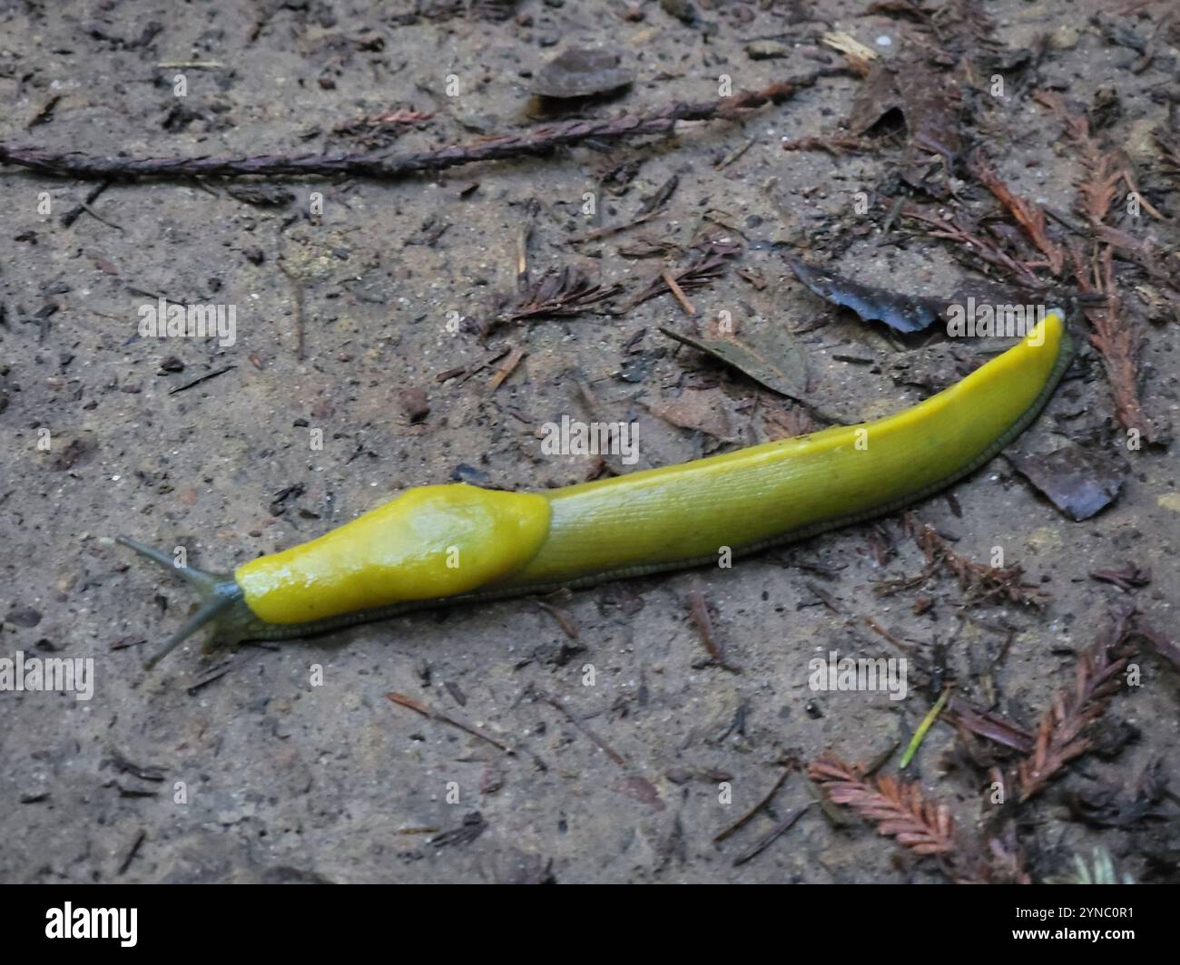 California Banana Slug (Ariolimax californicus Stock Photo - Alamy