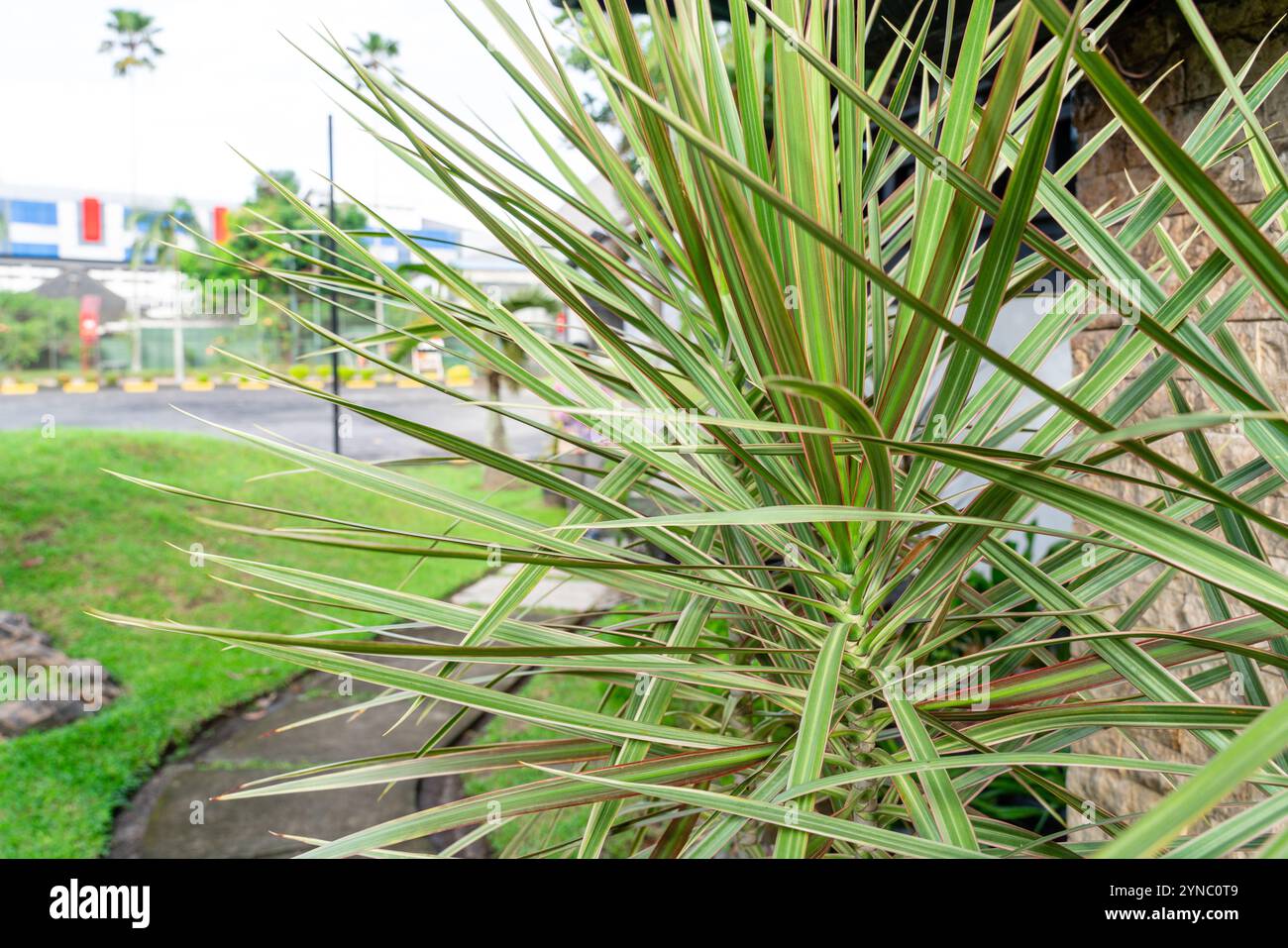 Dracaena marginata (Madagascar Dragon Tree or Red Edged Dracaena) is a ...