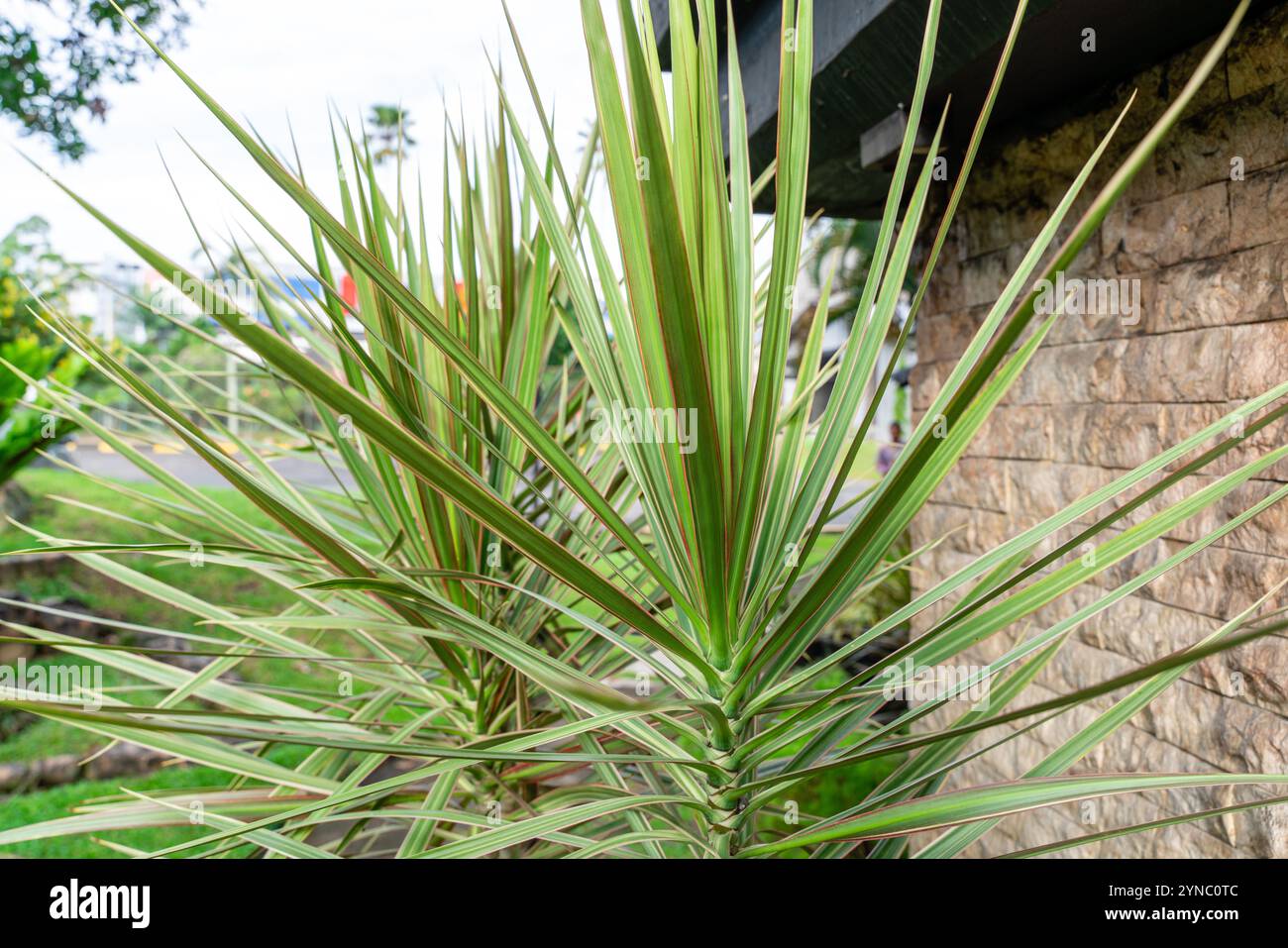 Dracaena marginata (Madagascar Dragon Tree or Red Edged Dracaena) is a ...
