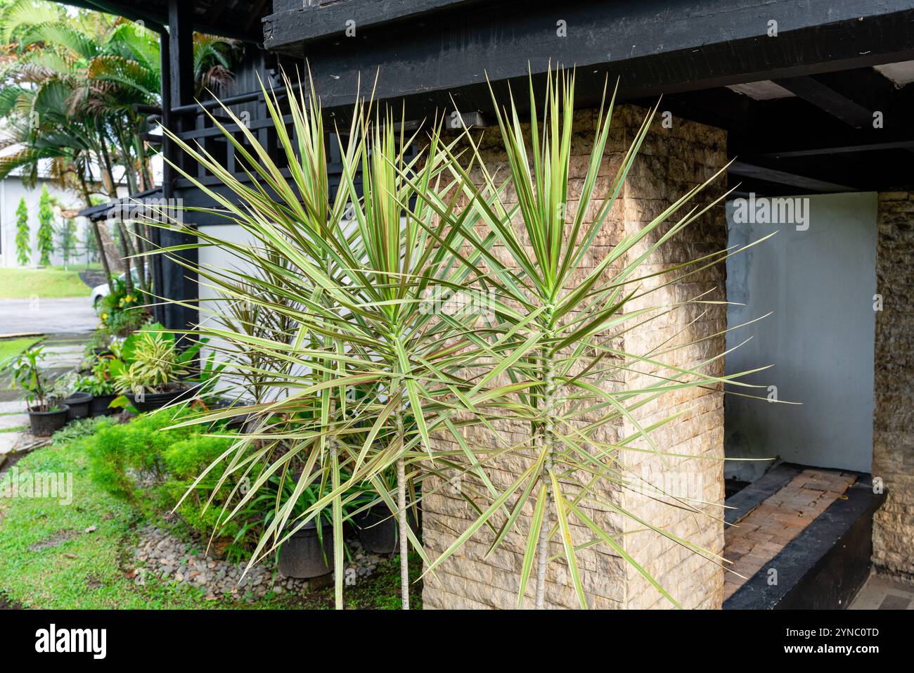 Dracaena marginata (Madagascar Dragon Tree or Red Edged Dracaena) is a ...