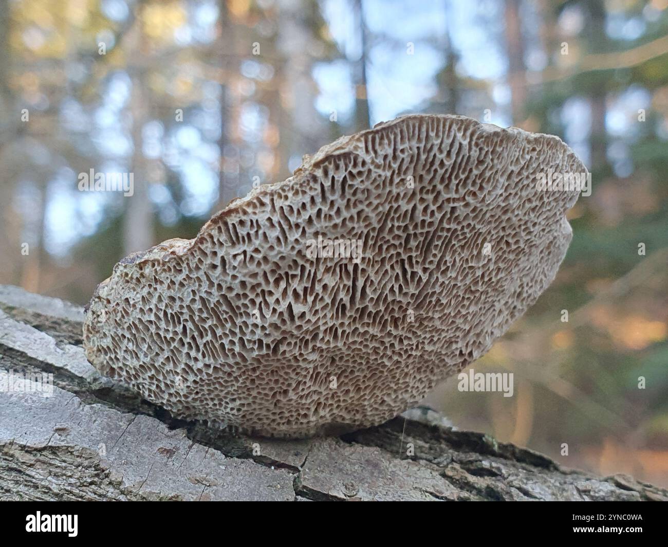 Thin-walled Maze Polypore (Daedaleopsis confragosa Stock Photo - Alamy