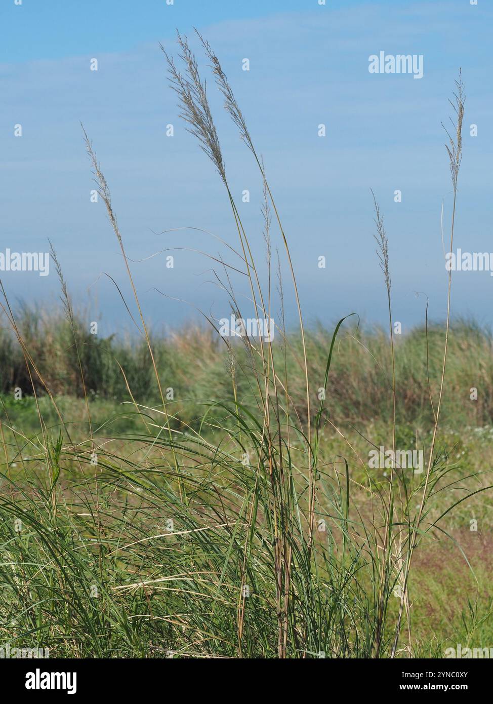 Wild Cane (Saccharum spontaneum Stock Photo - Alamy