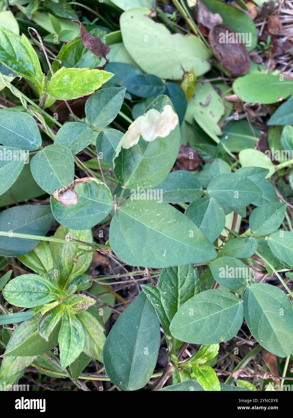 Wild Cowpea (Vigna luteola Stock Photo - Alamy