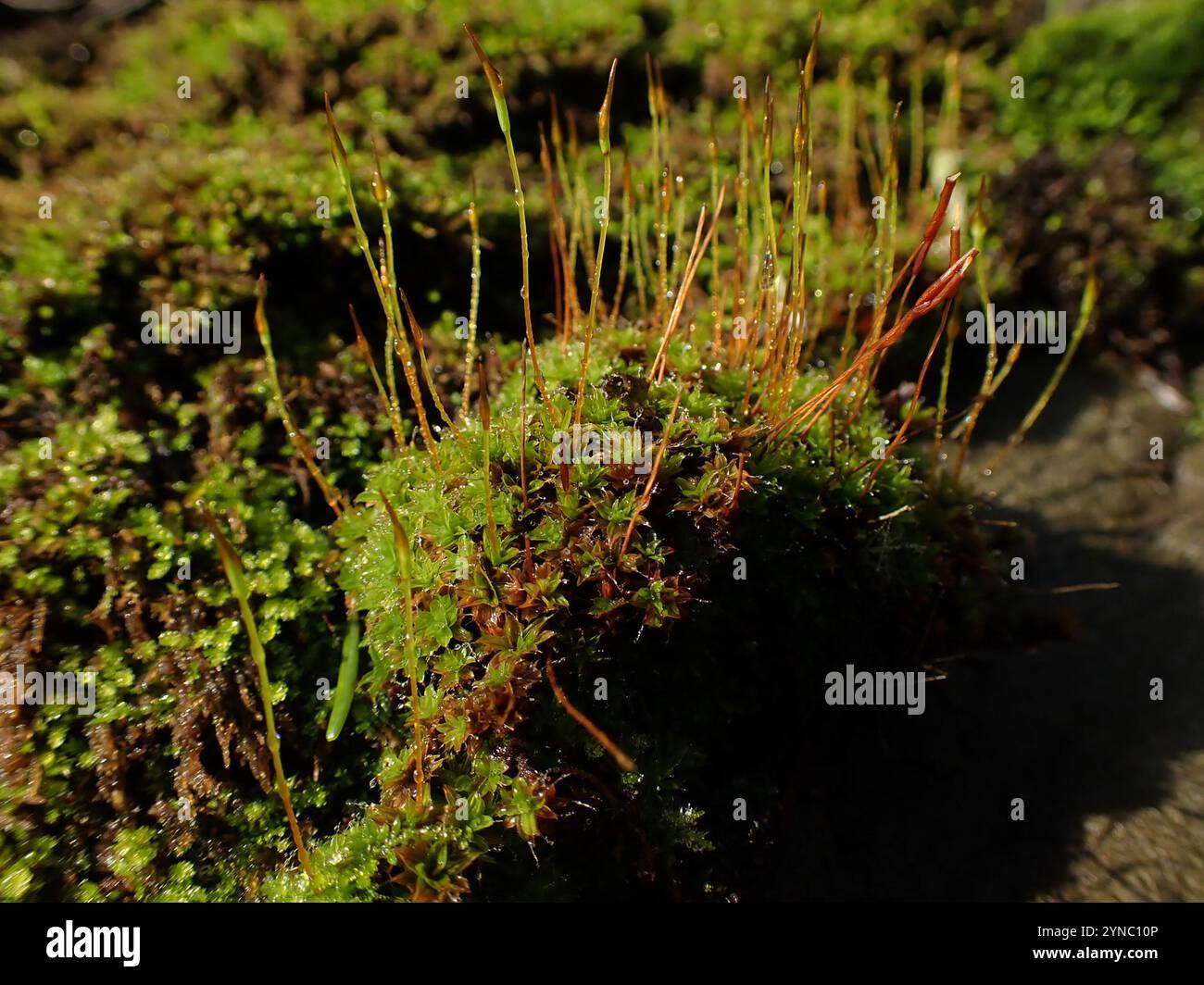 Brown Screw-moss (Syntrichia princeps Stock Photo - Alamy