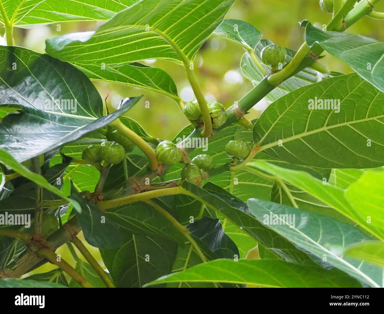 Hauili fig tree (Ficus septica Stock Photo - Alamy
