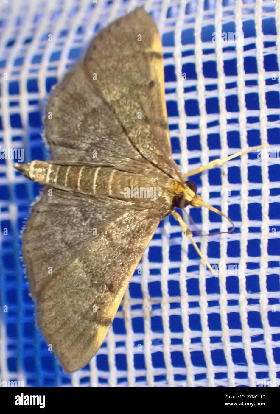 Bean-leaf Webworm Moth (Omiodes indicata Stock Photo - Alamy