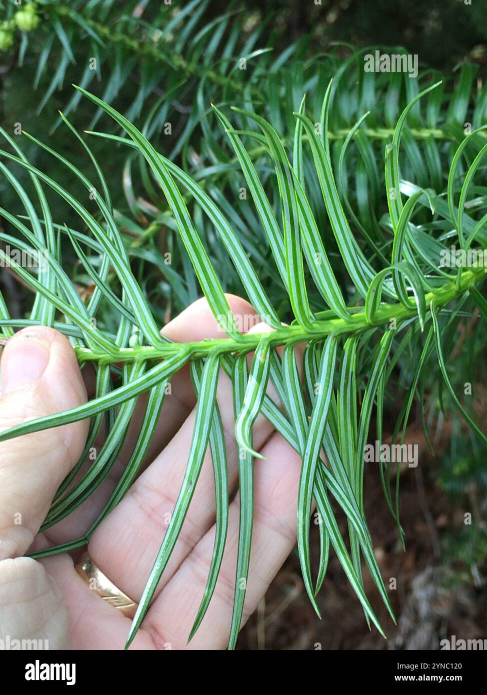 China-fir (Cunninghamia lanceolata Stock Photo - Alamy
