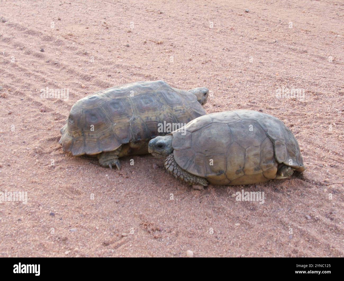 Kinixys lobatsiana hi-res stock photography and images - Alamy